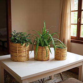 Dastkar Crafts Cane Pot Planters Tub Round Base Holders (Set of 3 - S,M,L)